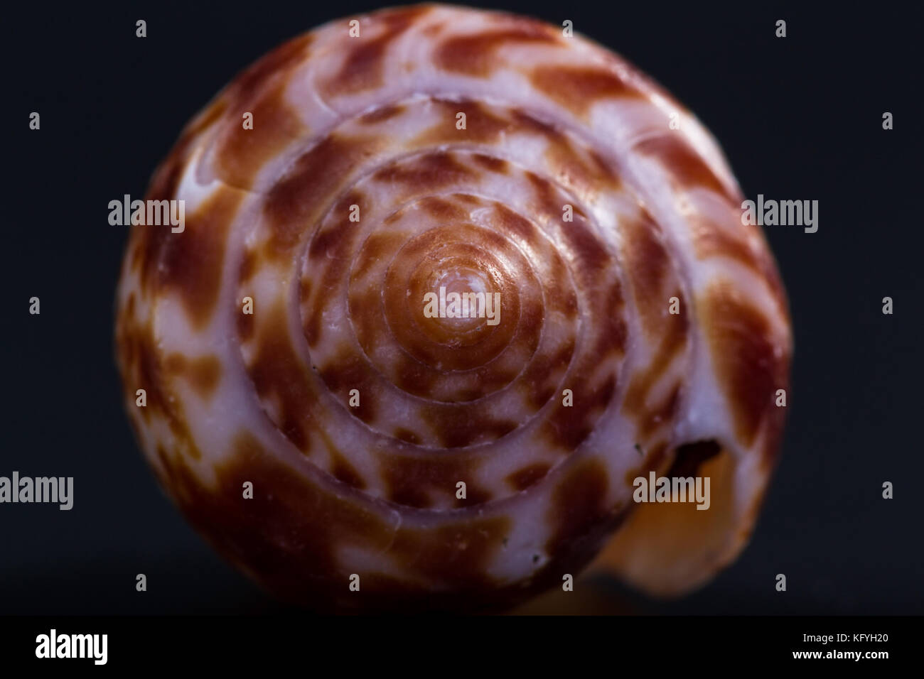 beautiful sea shell adorned by amazing natural patterns and color Stock ...