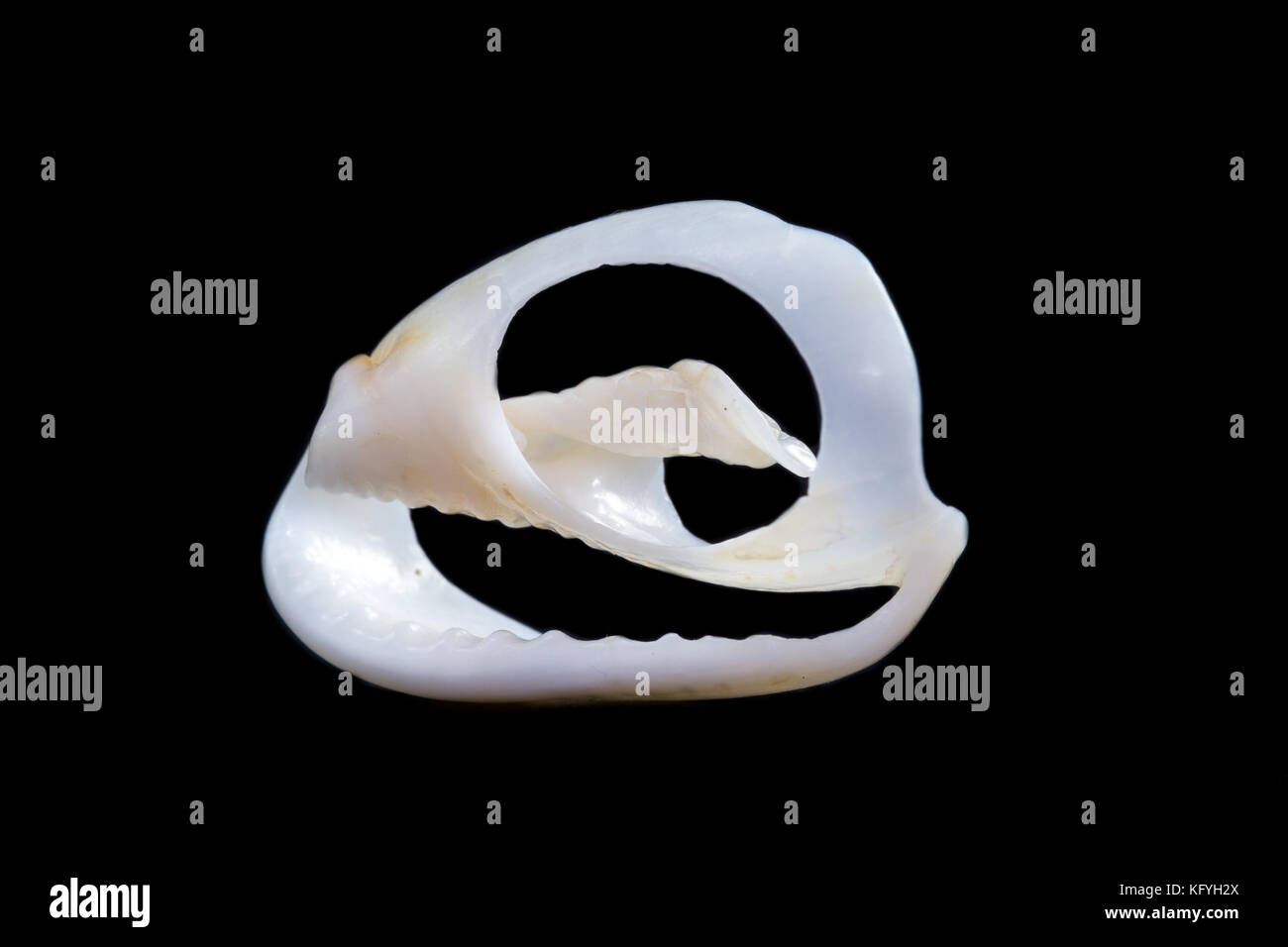 Broken sea shell revealing the intricate architecture details made by ...