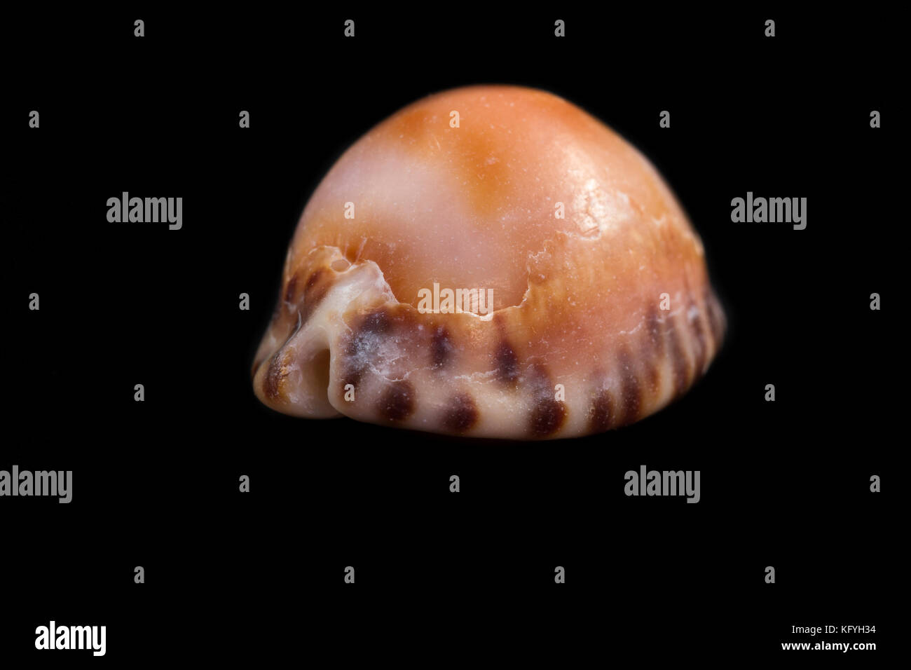 beautiful sea shell adorned by amazing natural patterns and color Stock ...