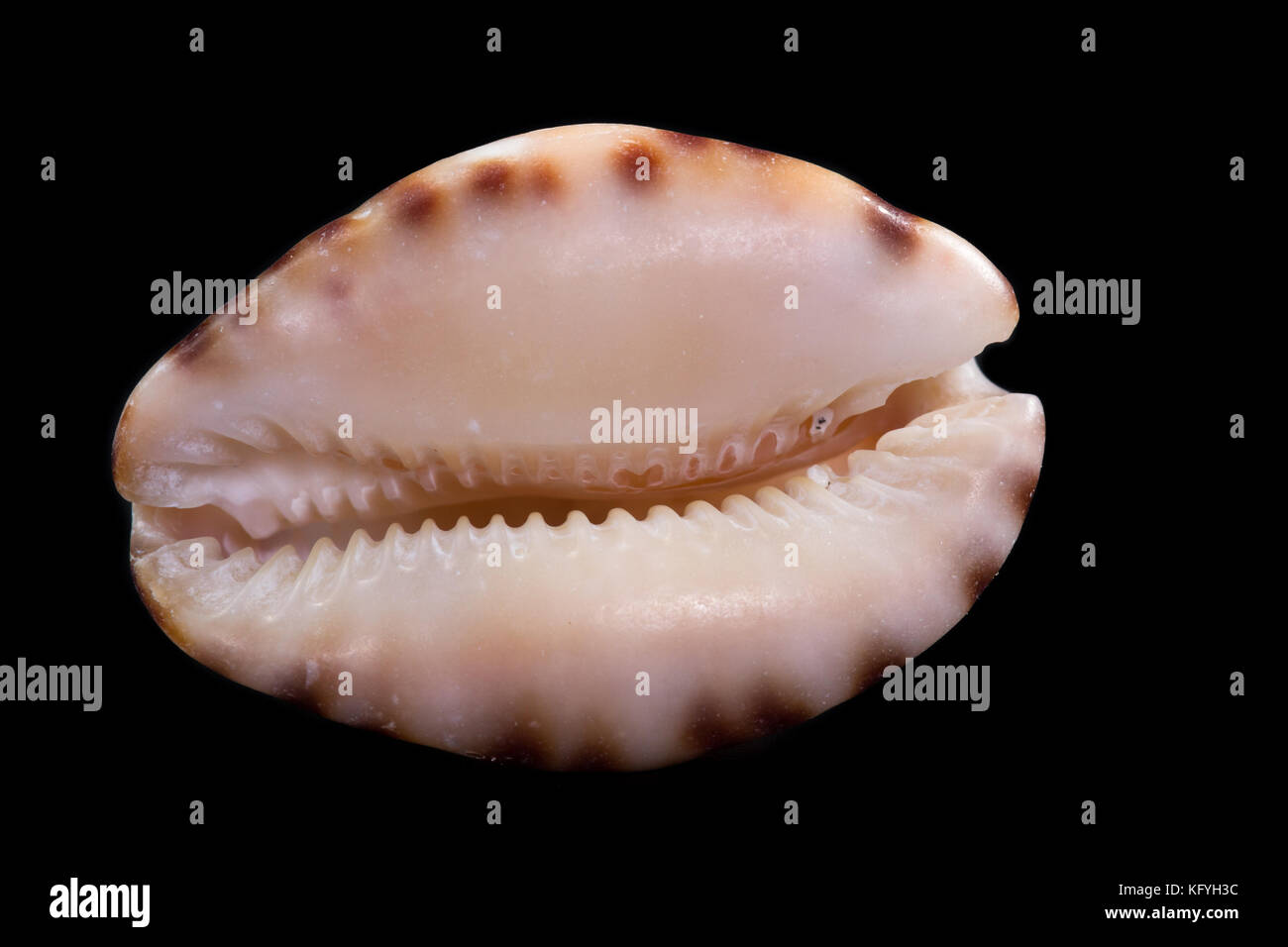 beautiful sea shell adorned by amazing natural patterns and color Stock ...