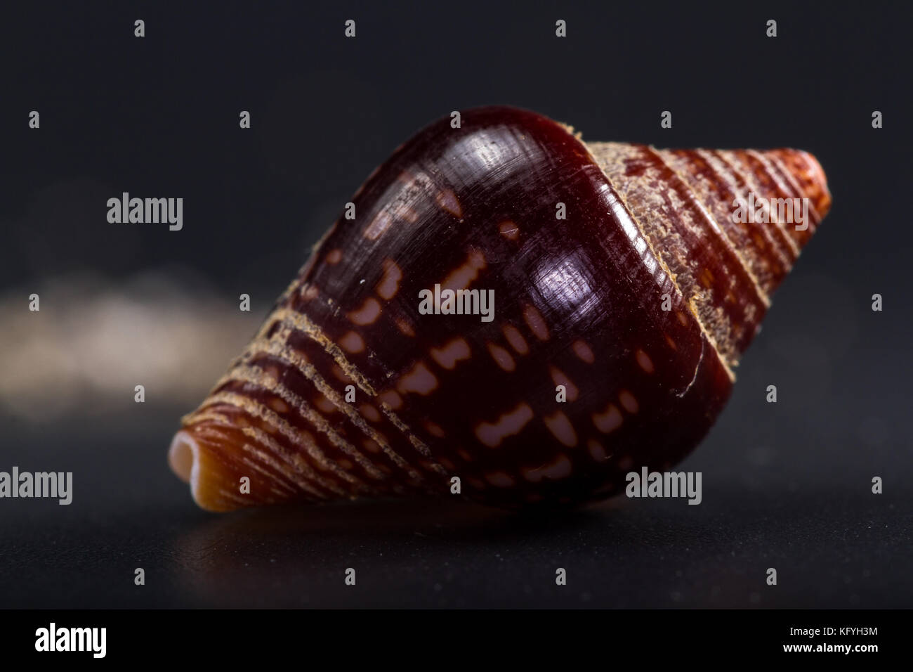 beautiful sea shell adorned by amazing natural patterns and color Stock ...