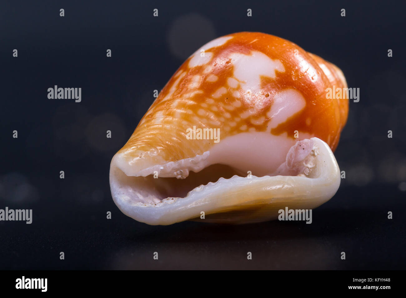 beautiful sea shell adorned by amazing natural patterns and color Stock ...