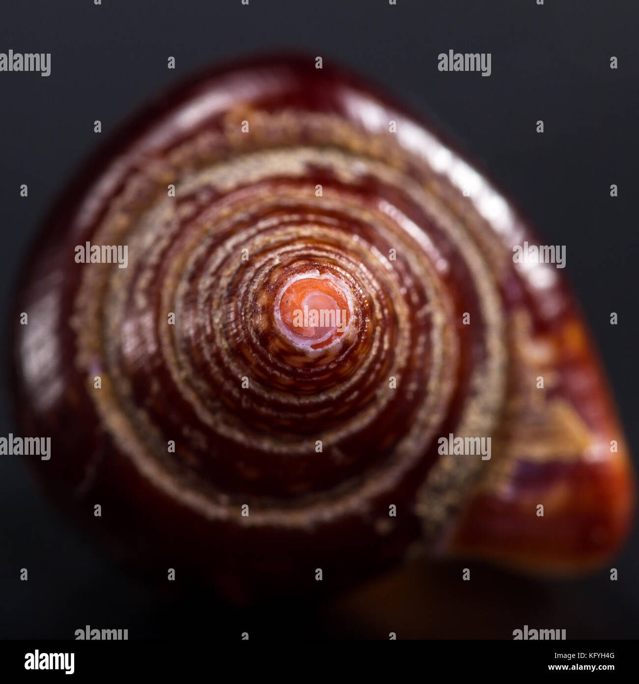 beautiful sea shell adorned by amazing natural patterns and color Stock ...