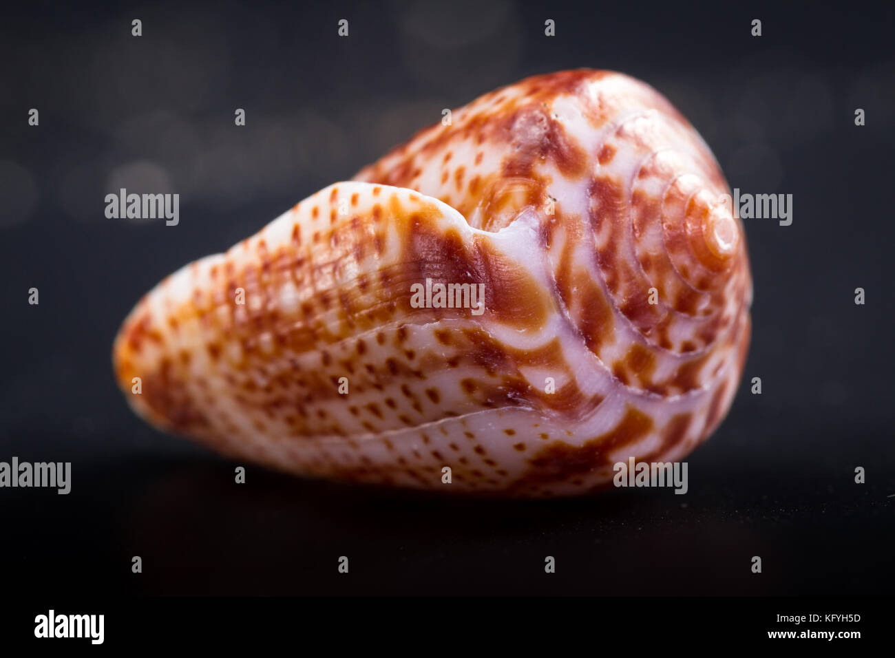 beautiful sea shell adorned by amazing natural patterns and color Stock ...