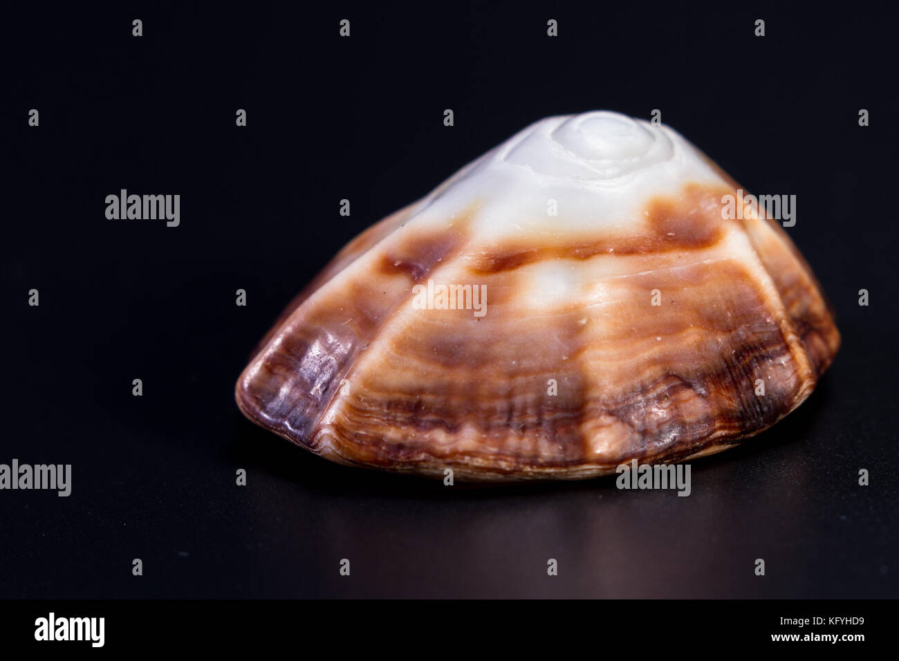 colorful beautiful sea shell with amazing layers and details on a black ...