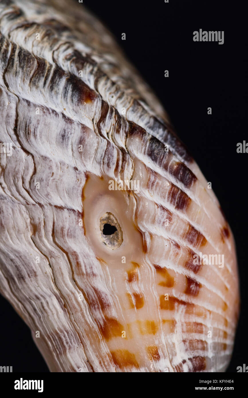 colorful beautiful sea shell with amazing layers and details on a black ...