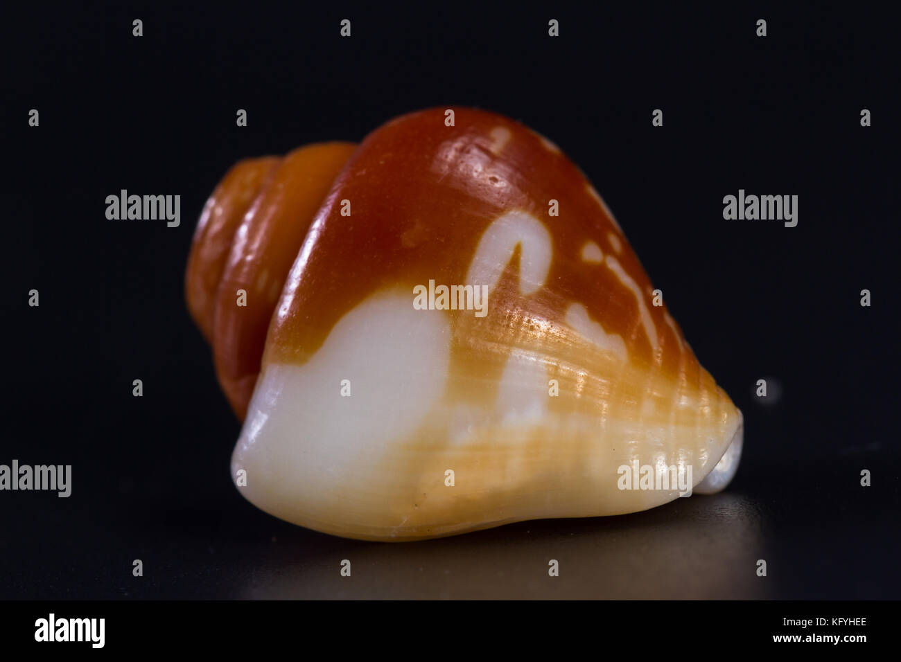 colorful beautiful sea shell with amazing layers and details on a black ...