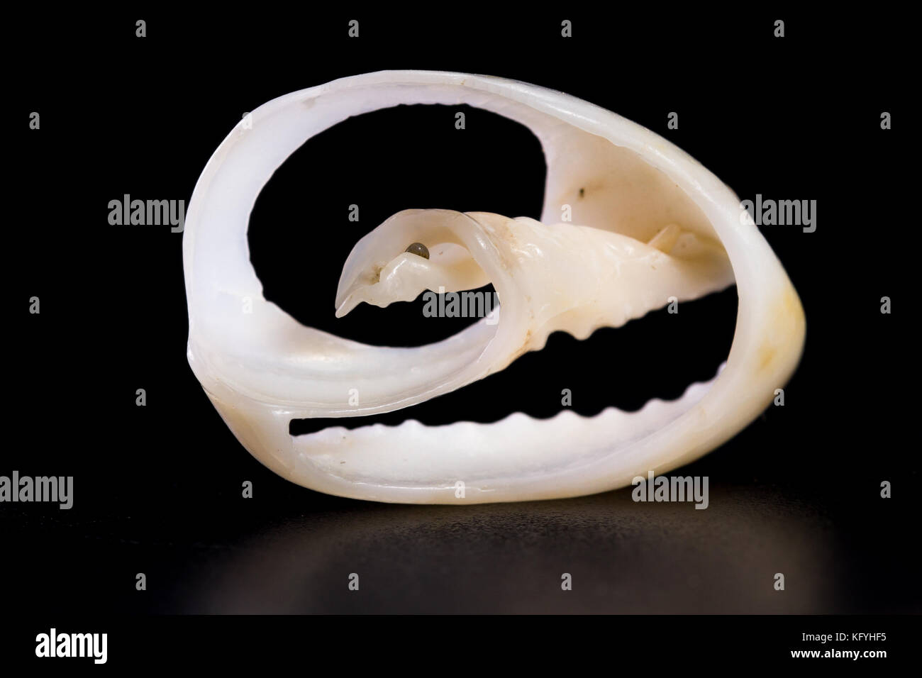 detail of a white sea shell with perfect structural design over a black ...