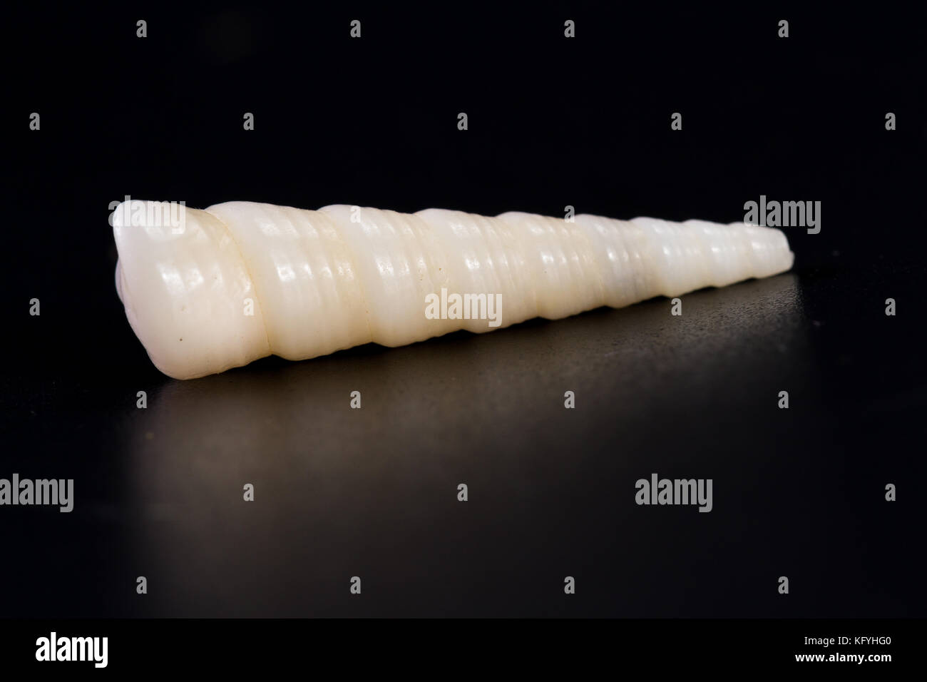 detail of a white sea shell with perfect structural design over a black ...