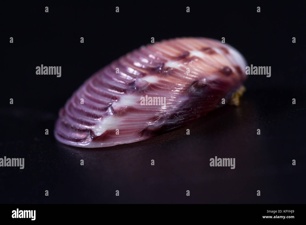 colorful beautiful sea shell with amazing layers and details on a black ...