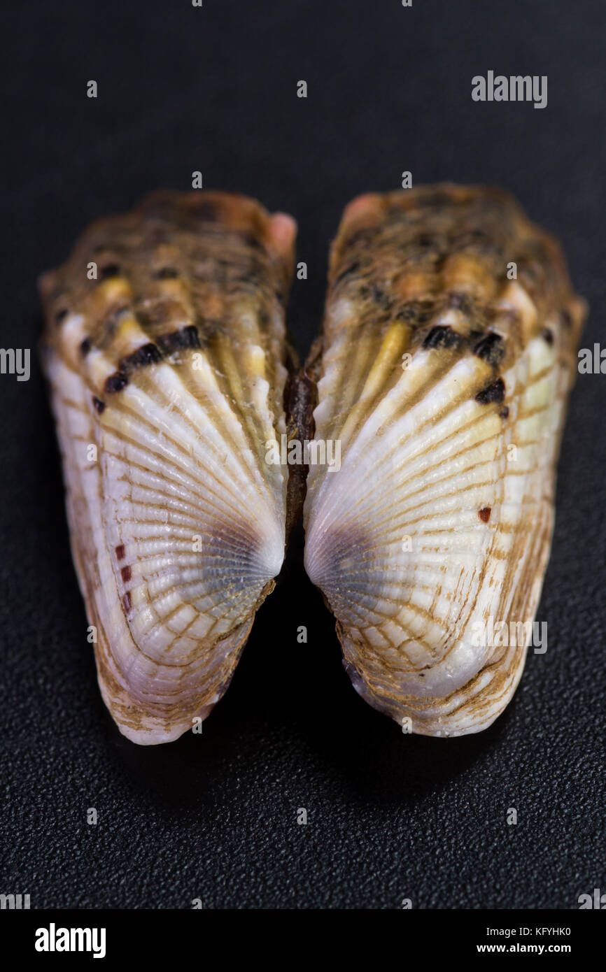 colorful beautiful sea shell with amazing layers and details on a black ...