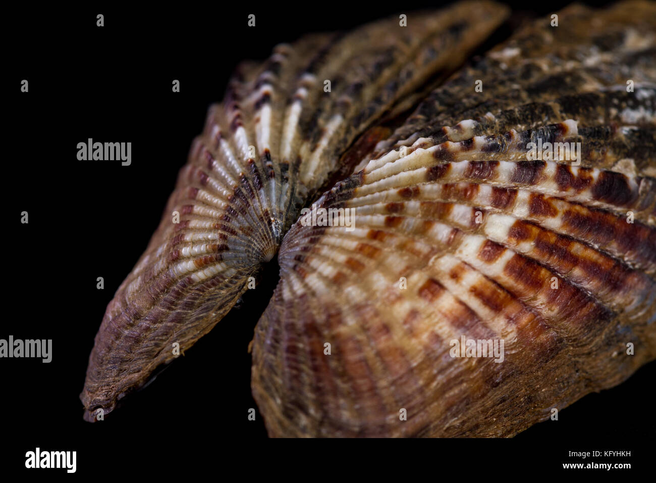 colorful beautiful sea shell with amazing layers and details on a black ...