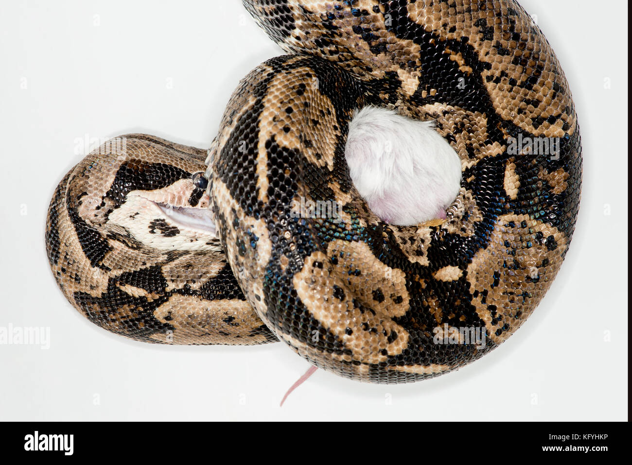 St. Paul, Minnesota. Personal pet. Columbian Red-tailed Boa, also ...
