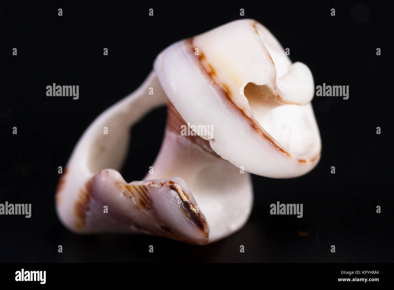 detail of a white sea shell with perfect structural design over a black ...