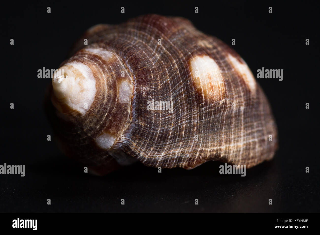 colorful beautiful sea shell with amazing layers and details on a black ...