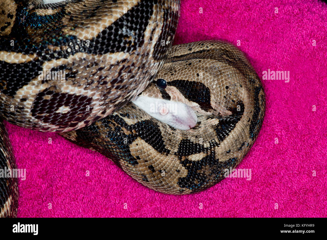 St. Paul, Minnesota. Personal pet. Columbian Red-tailed Boa, also ...