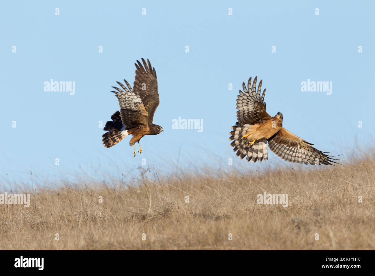 Marsh harriers hi-res stock photography and images - Alamy