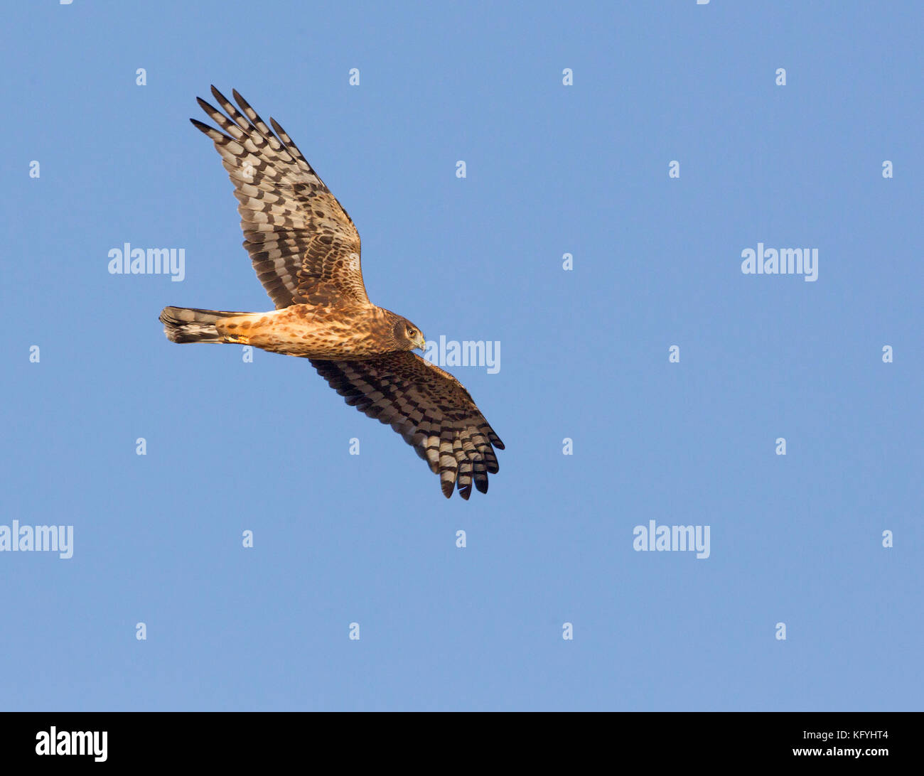 Northern Harrier in Flight Stock Photo - Alamy