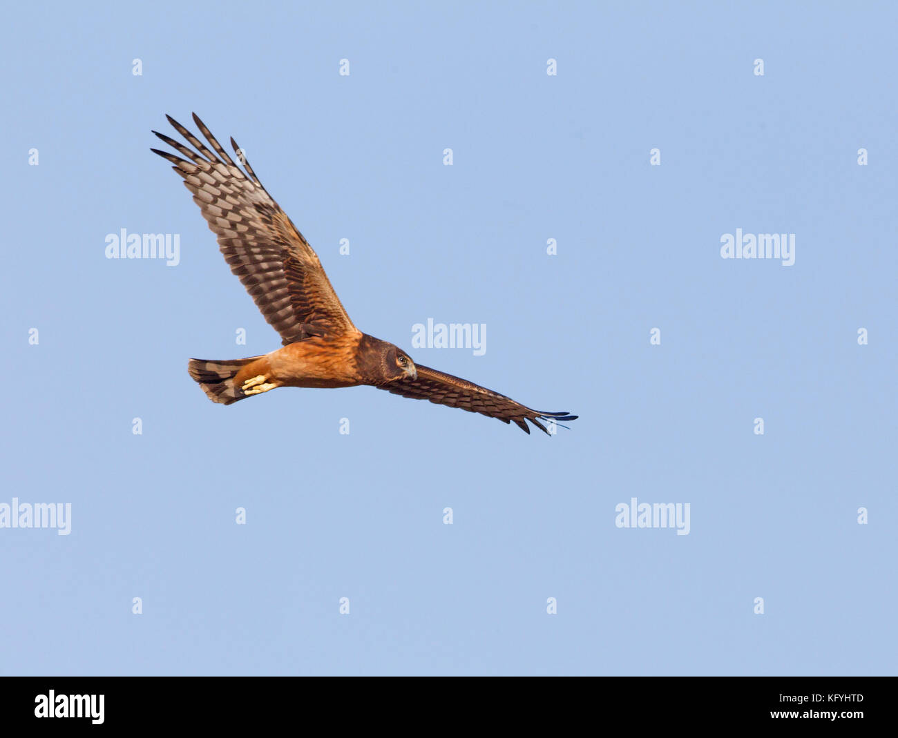 Northern Harrier in Flight Stock Photo - Alamy
