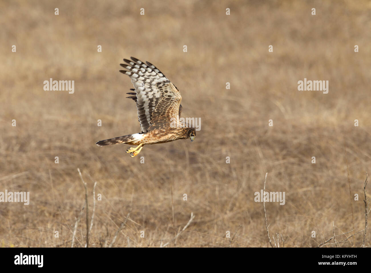 Northern Harrier Hunting Stock Photo - Alamy