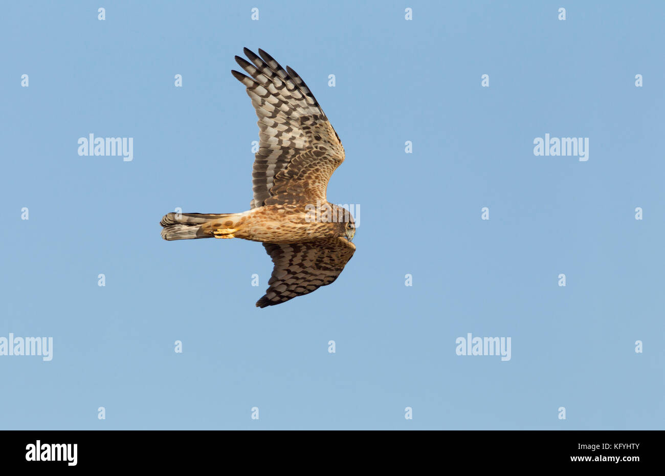 Northern Harrier in Flight Stock Photo - Alamy