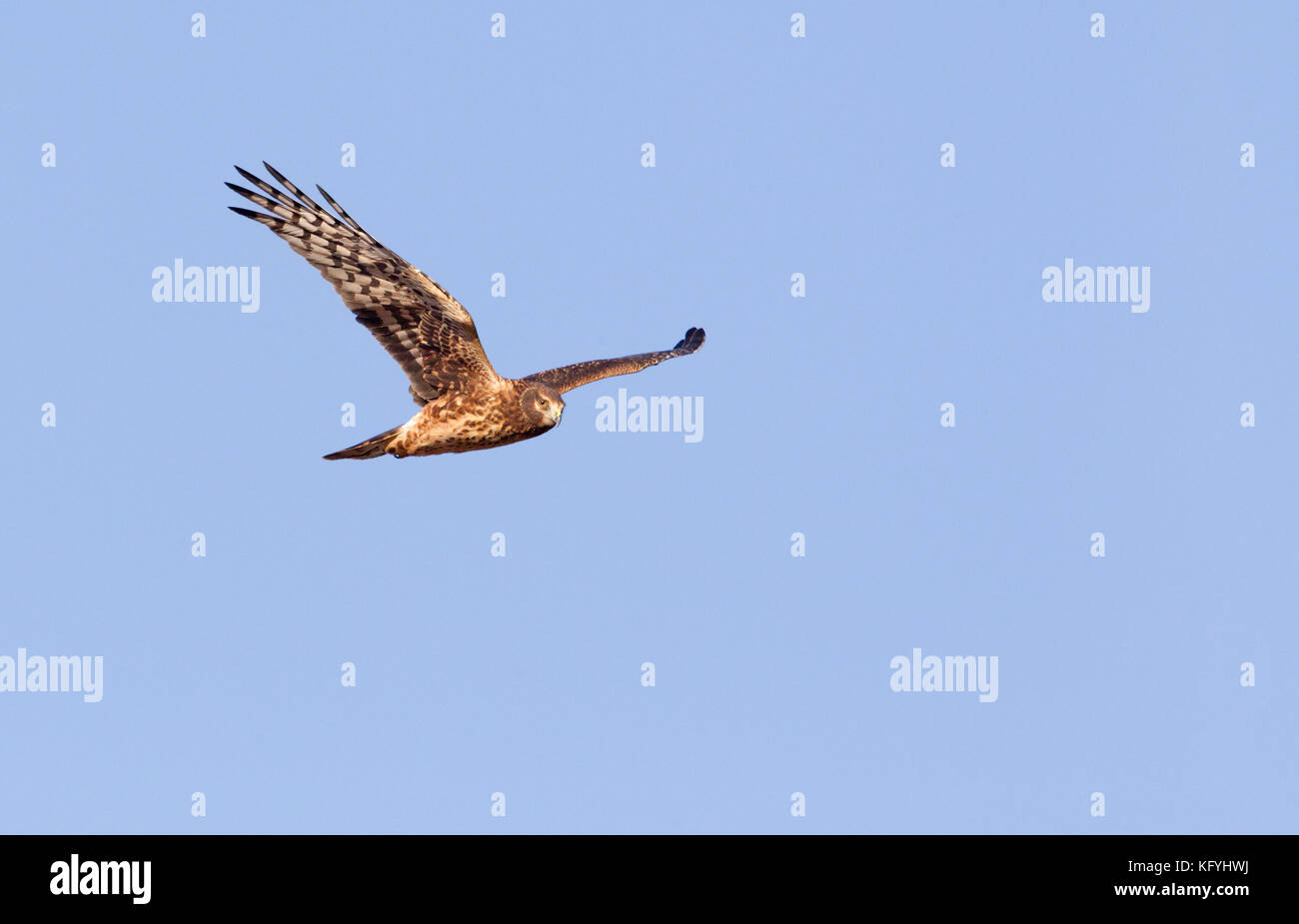 Northern Harrier in Flight Stock Photo - Alamy