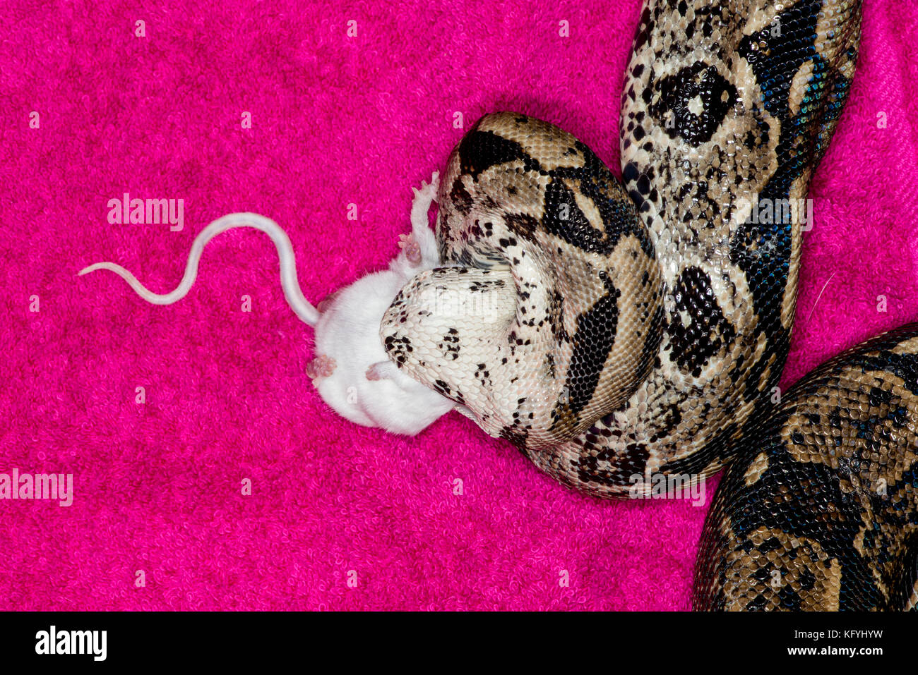 St. Paul, Minnesota. Personal pet. Columbian Red-tailed Boa, also ...