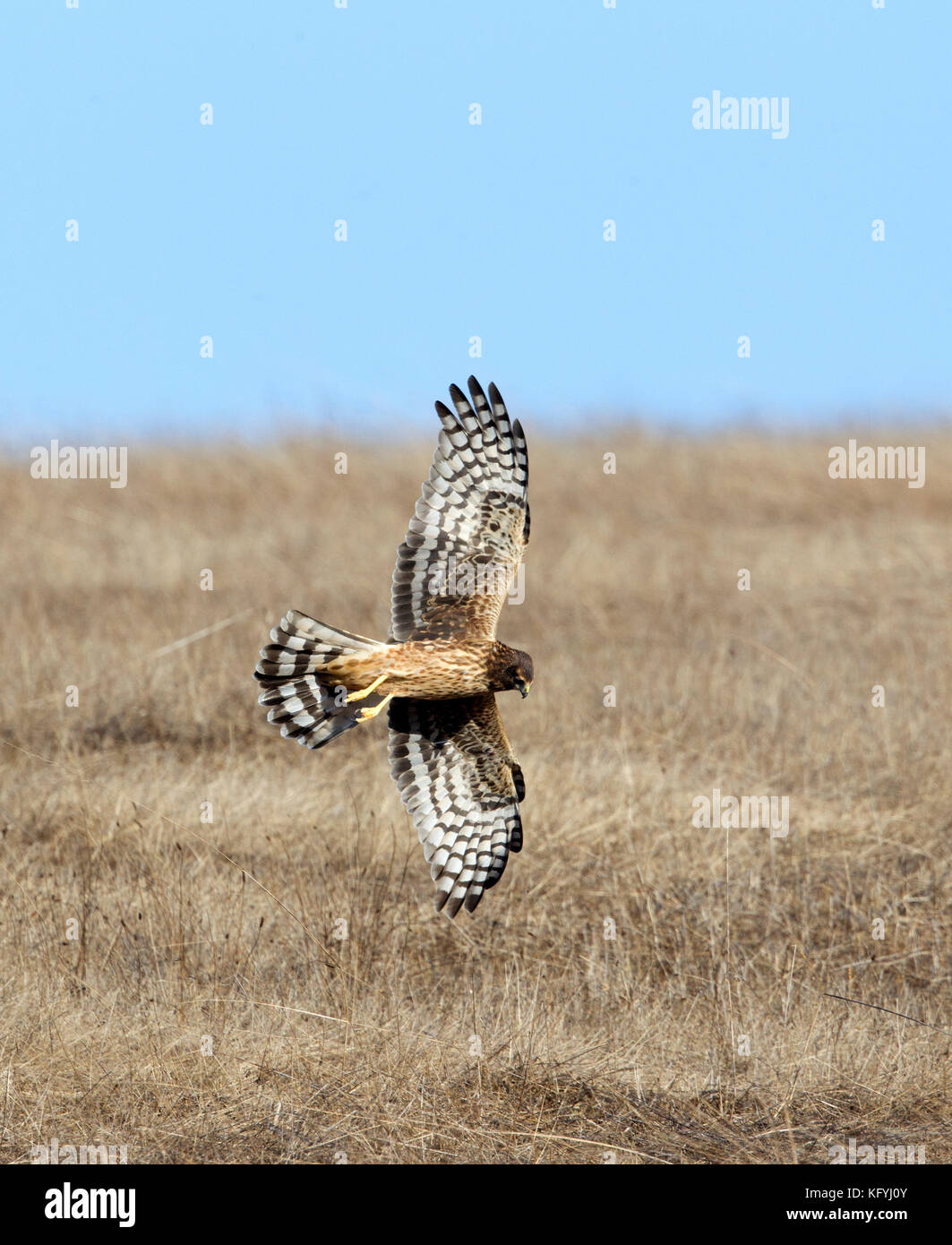 Northern Harrier Hunting Stock Photo - Alamy