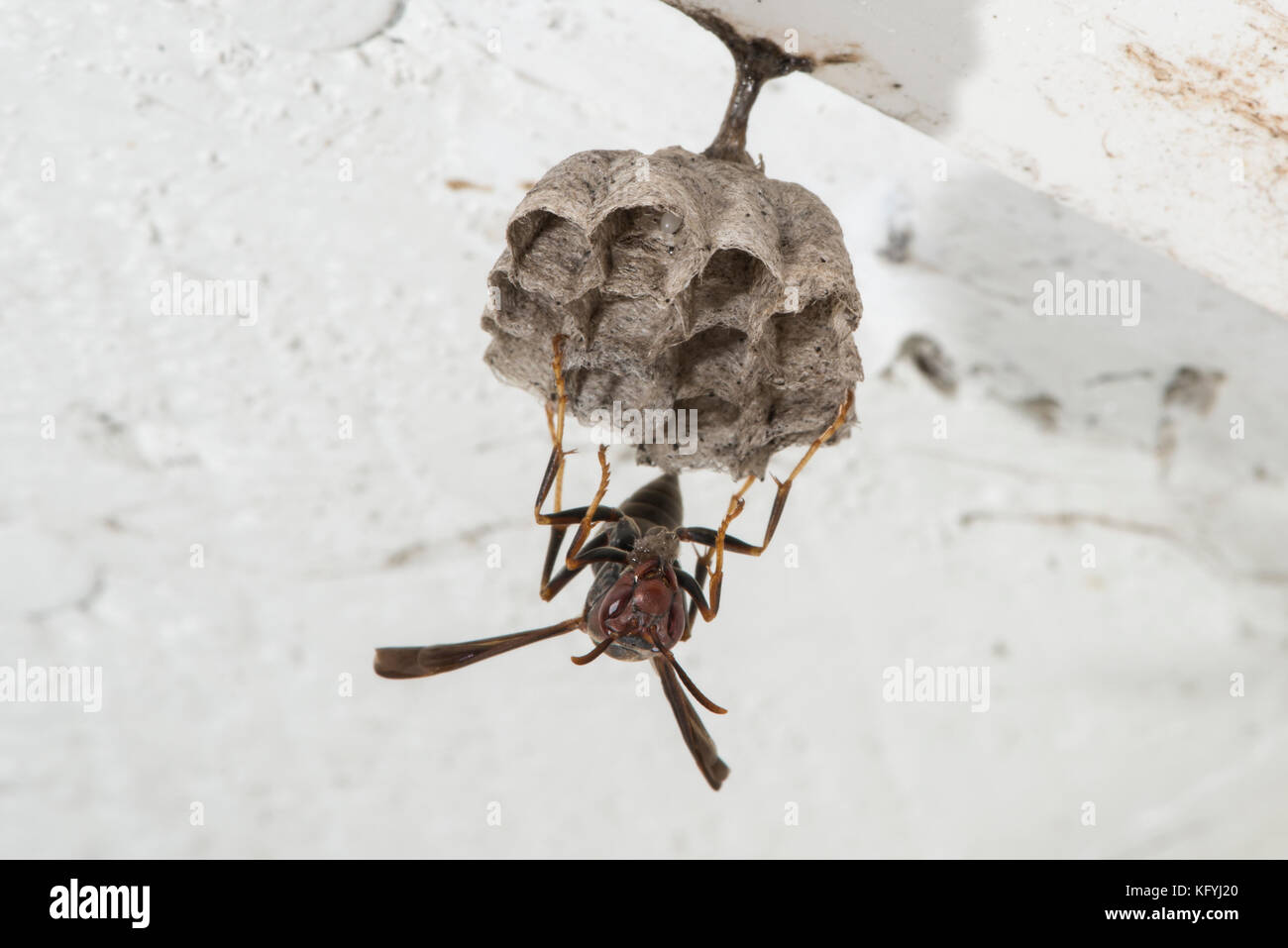 Kansas City, Kansas. Female Metricus paper wasp, Polistes metricus ...
