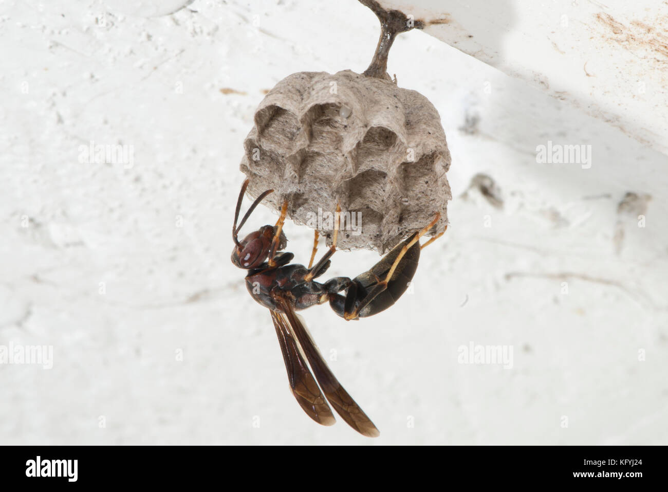 Kansas City, Kansas. Female Metricus paper wasp, Polistes metricus ...