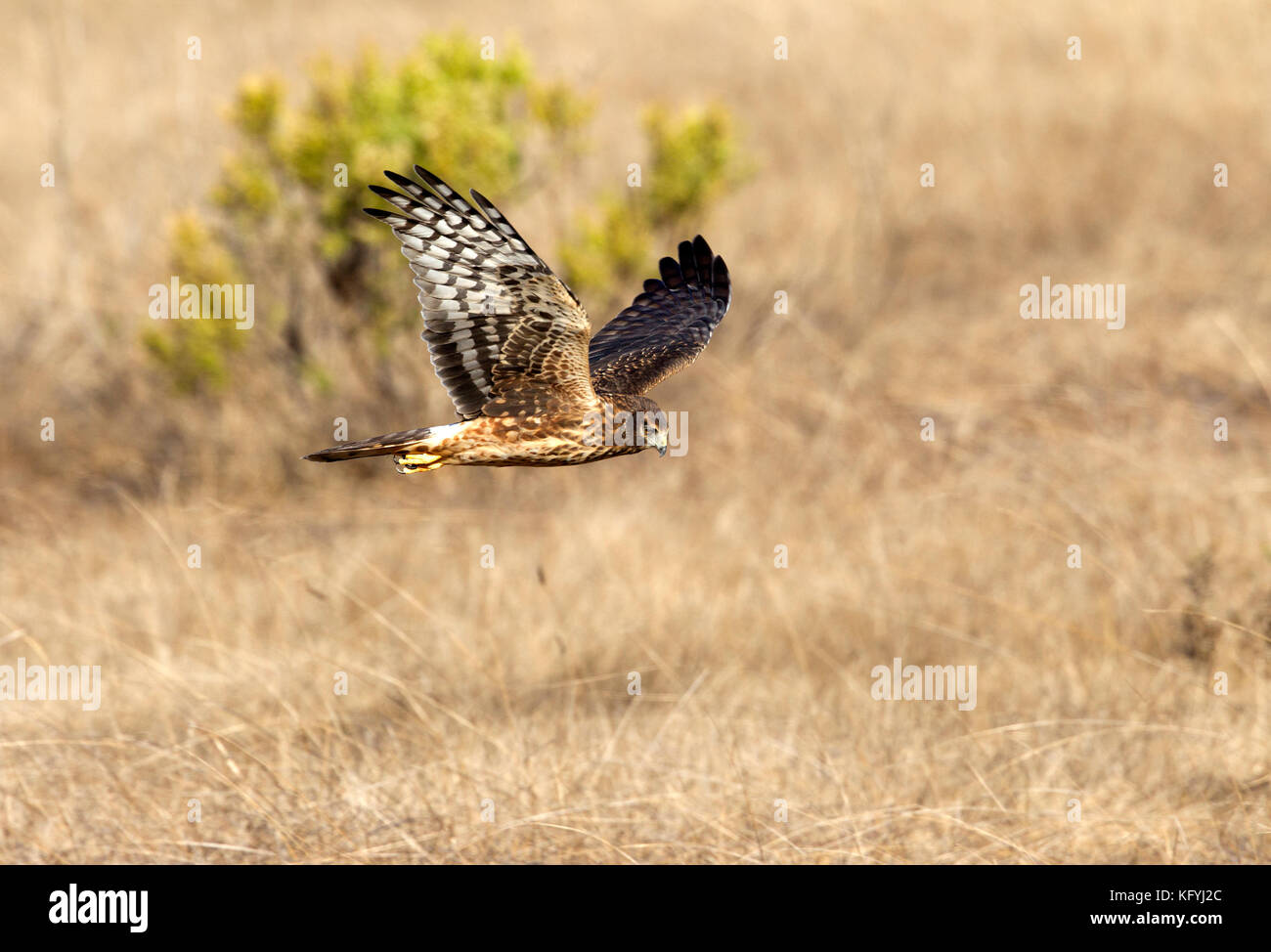 Northern Harrier Hunting Stock Photo - Alamy