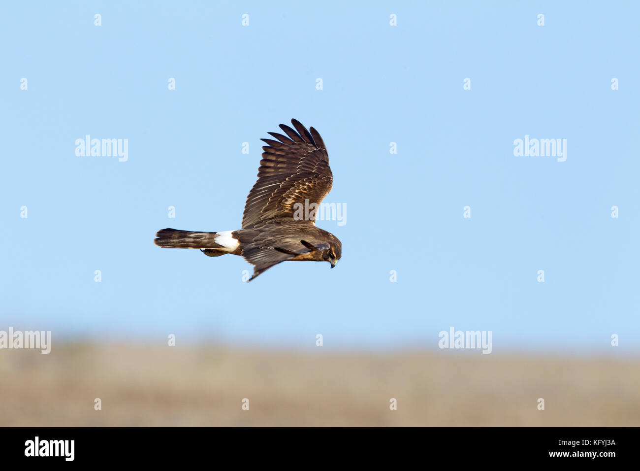 Northern Harrier Hunting Stock Photo - Alamy
