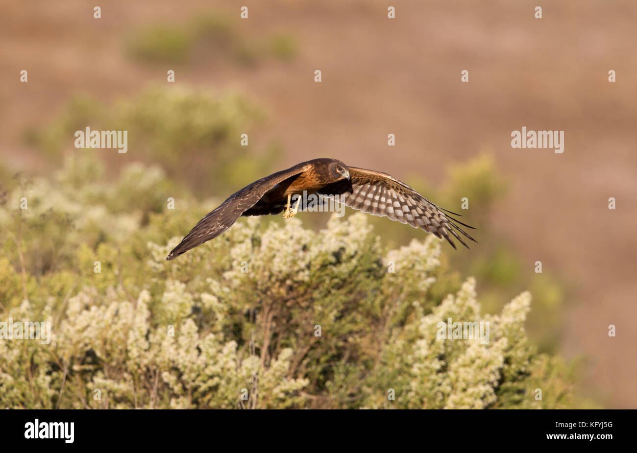 Northern Harrier in Flight Stock Photo - Alamy