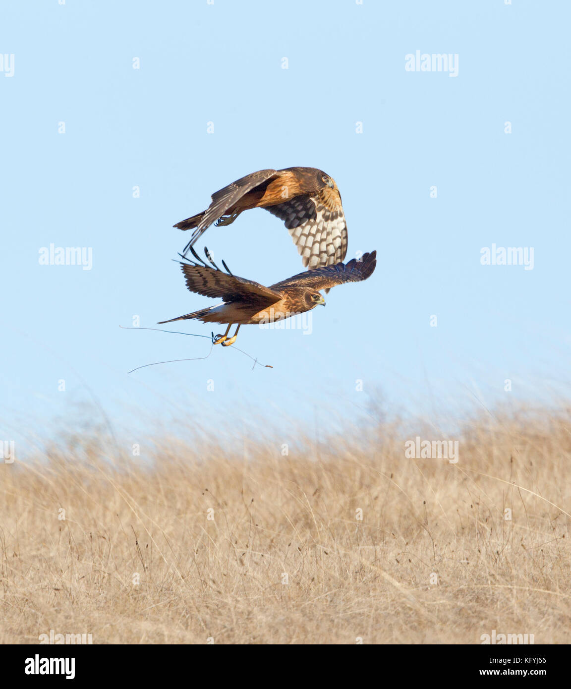 Marsh harriers hi-res stock photography and images - Alamy