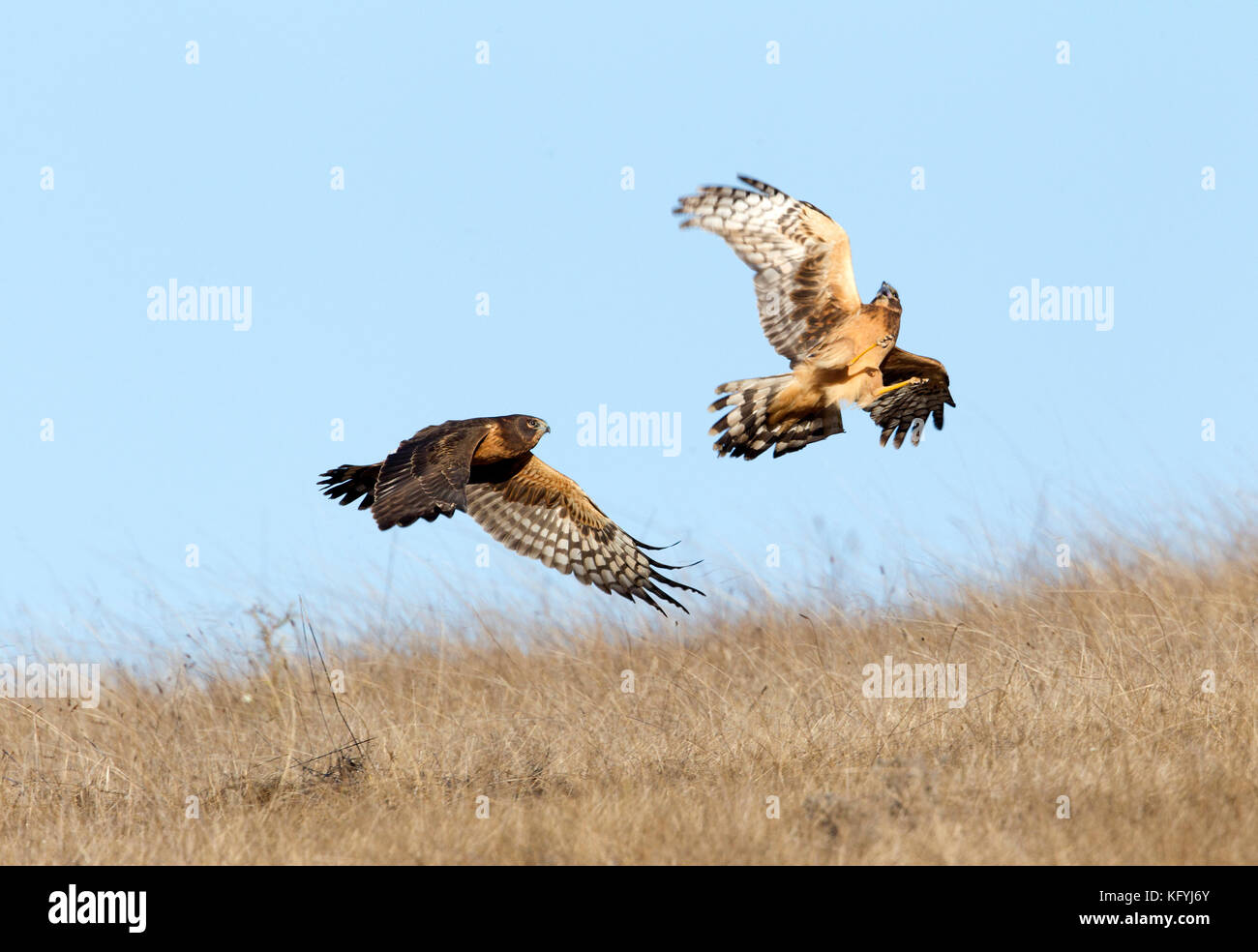 Marsh harriers hi-res stock photography and images - Alamy