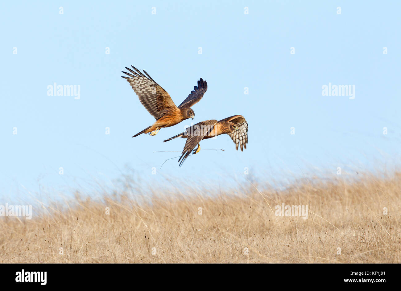 Marsh harriers hi-res stock photography and images - Alamy