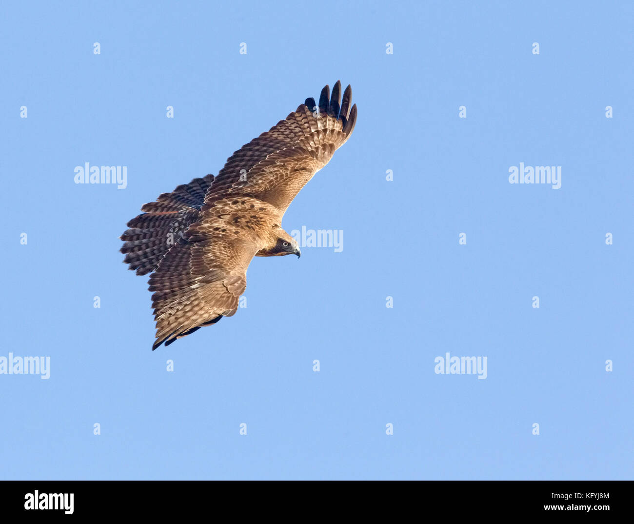 Northern Harrier in Flight Stock Photo - Alamy