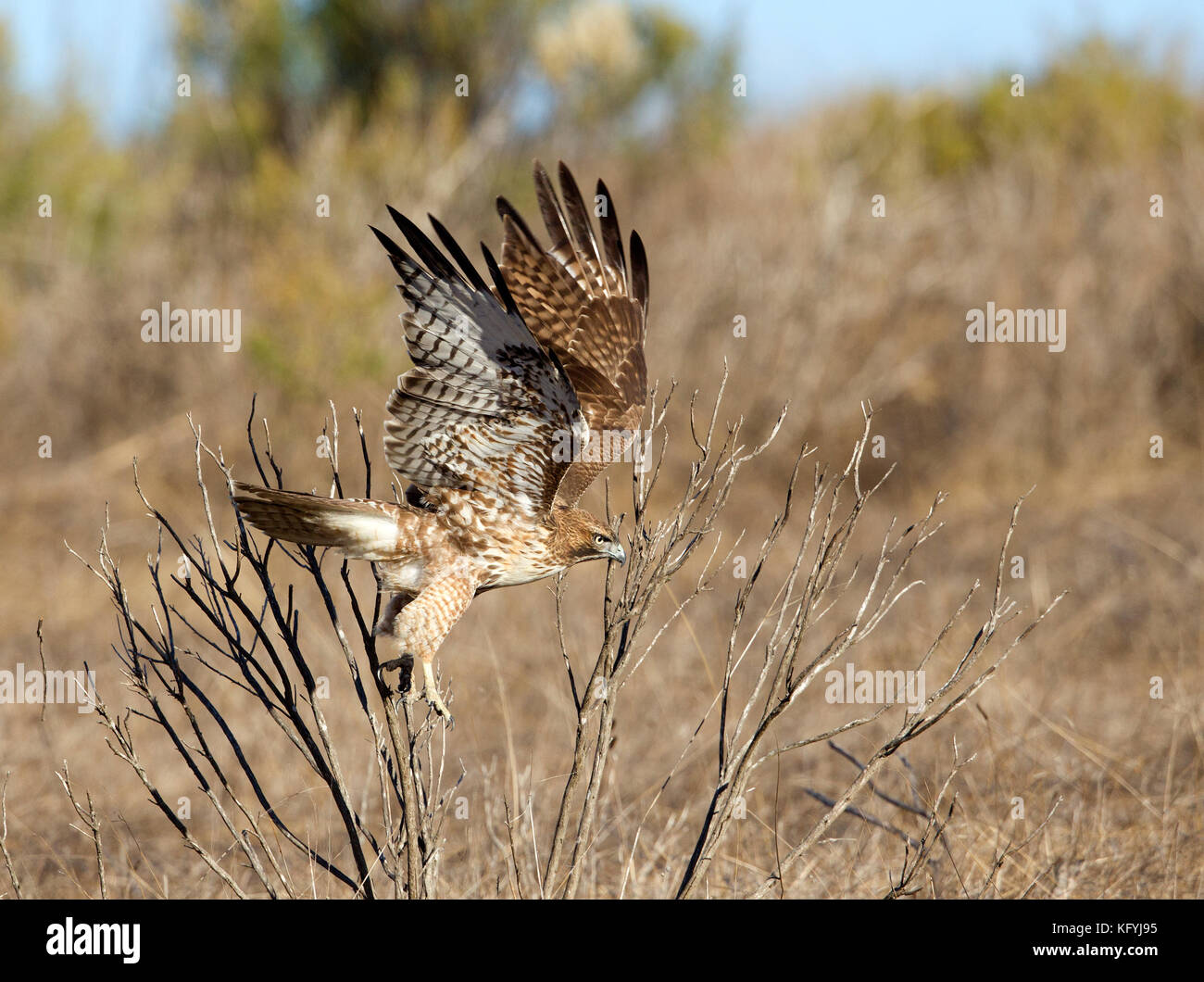 Northern Harrier in Flight Stock Photo - Alamy