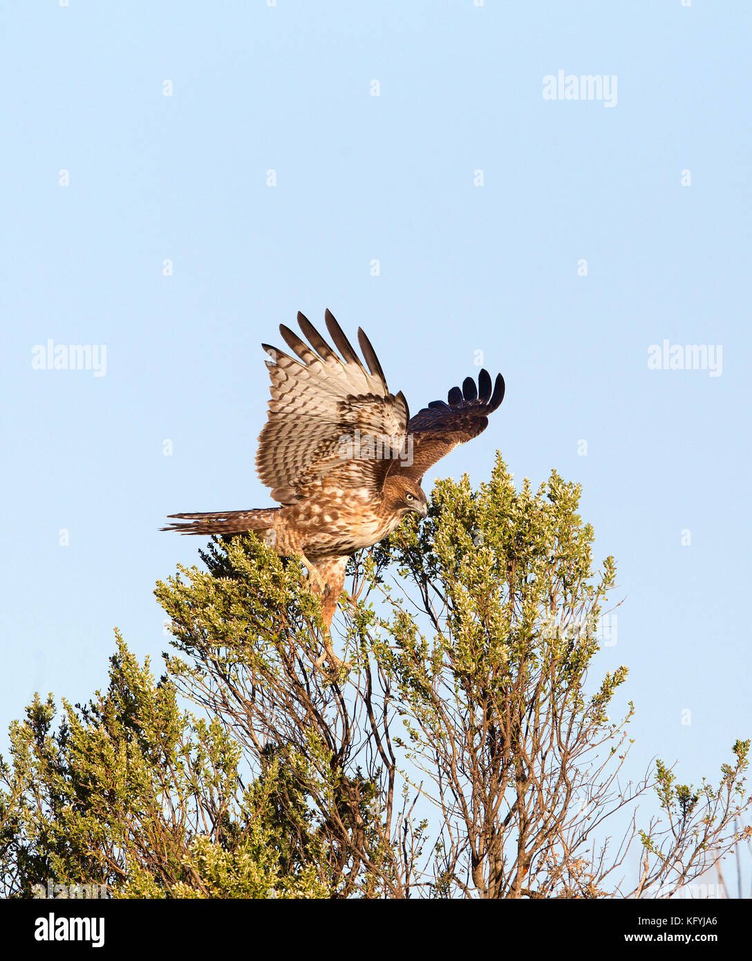 Northern Harrier in Flight Stock Photo - Alamy