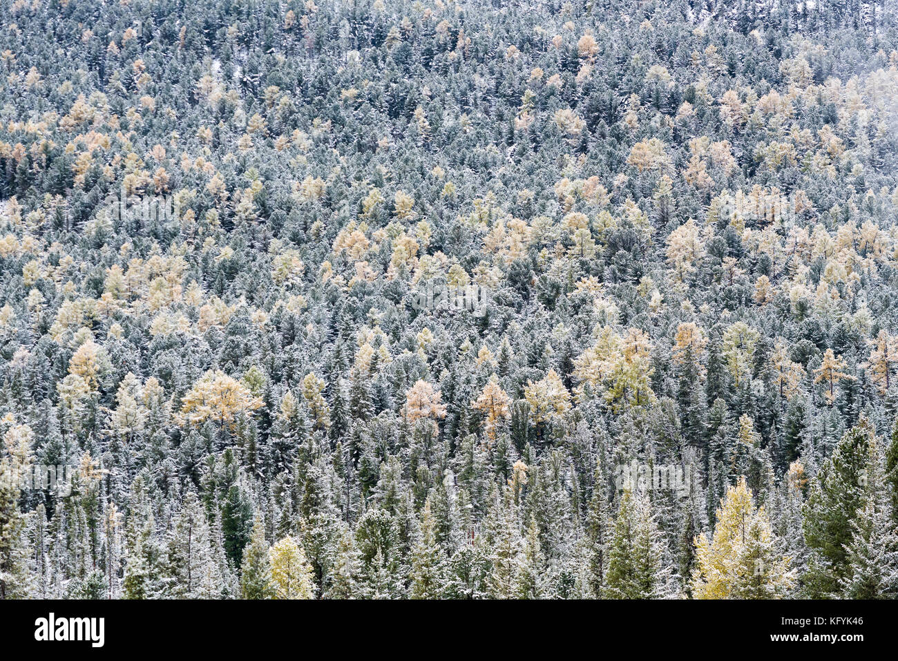 snow covered treetops Stock Photo - Alamy
