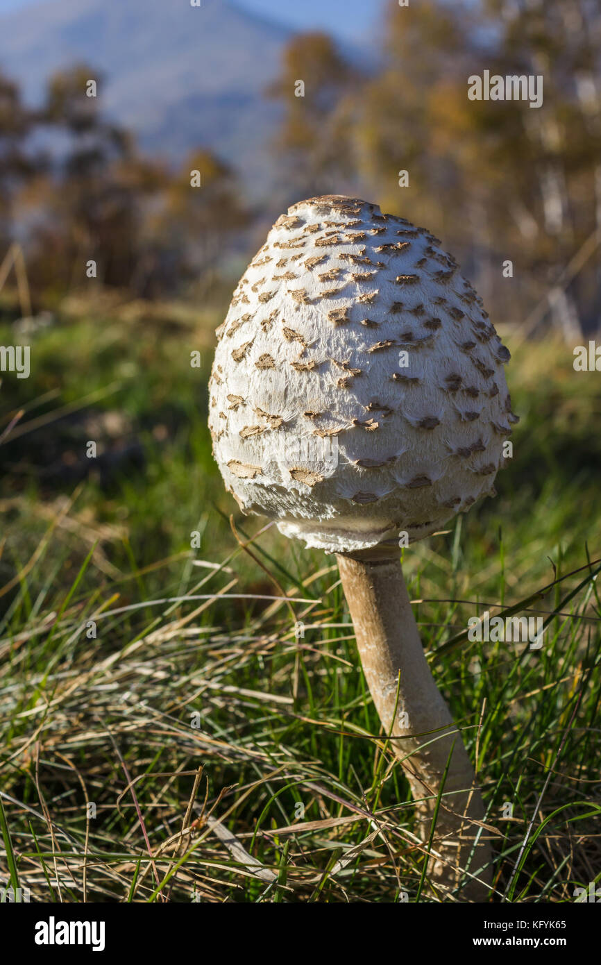 Low perspective shot of young Parasol mushroom (Macrolepiota Procera ...