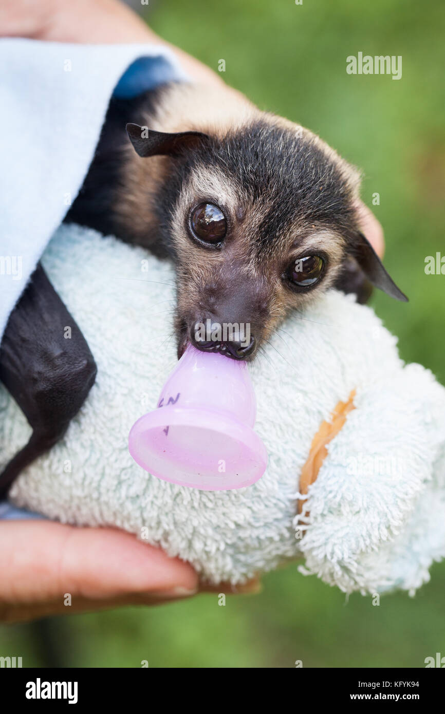 Spectacled Flying-fox (Pteropus conspicillatus). Orphaned male in care ...
