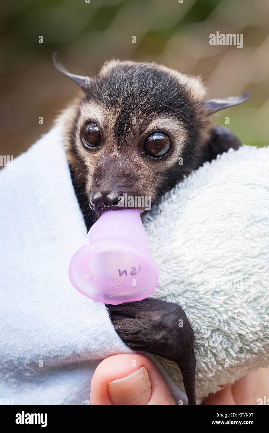 Spectacled flying fox hi-res stock photography and images - Alamy