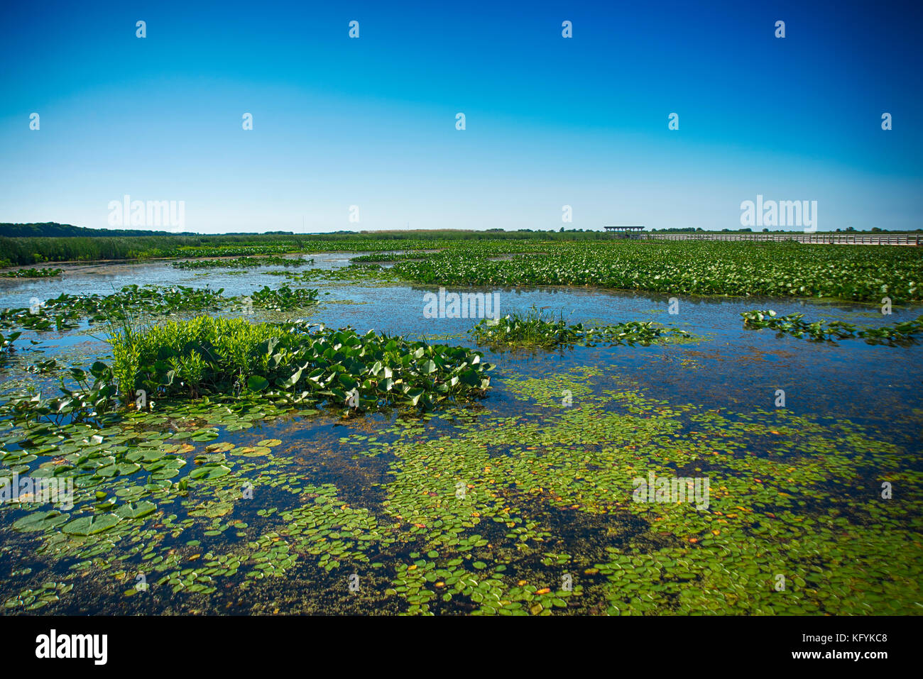 View of pond and marsh area in Point Pelee National Park, Ontario ...