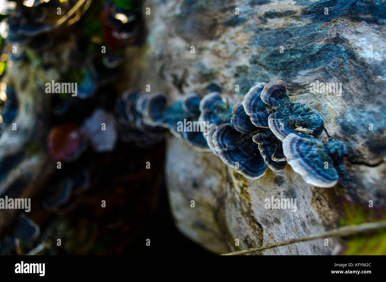 Fungi on tree roots hi-res stock photography and images - Alamy