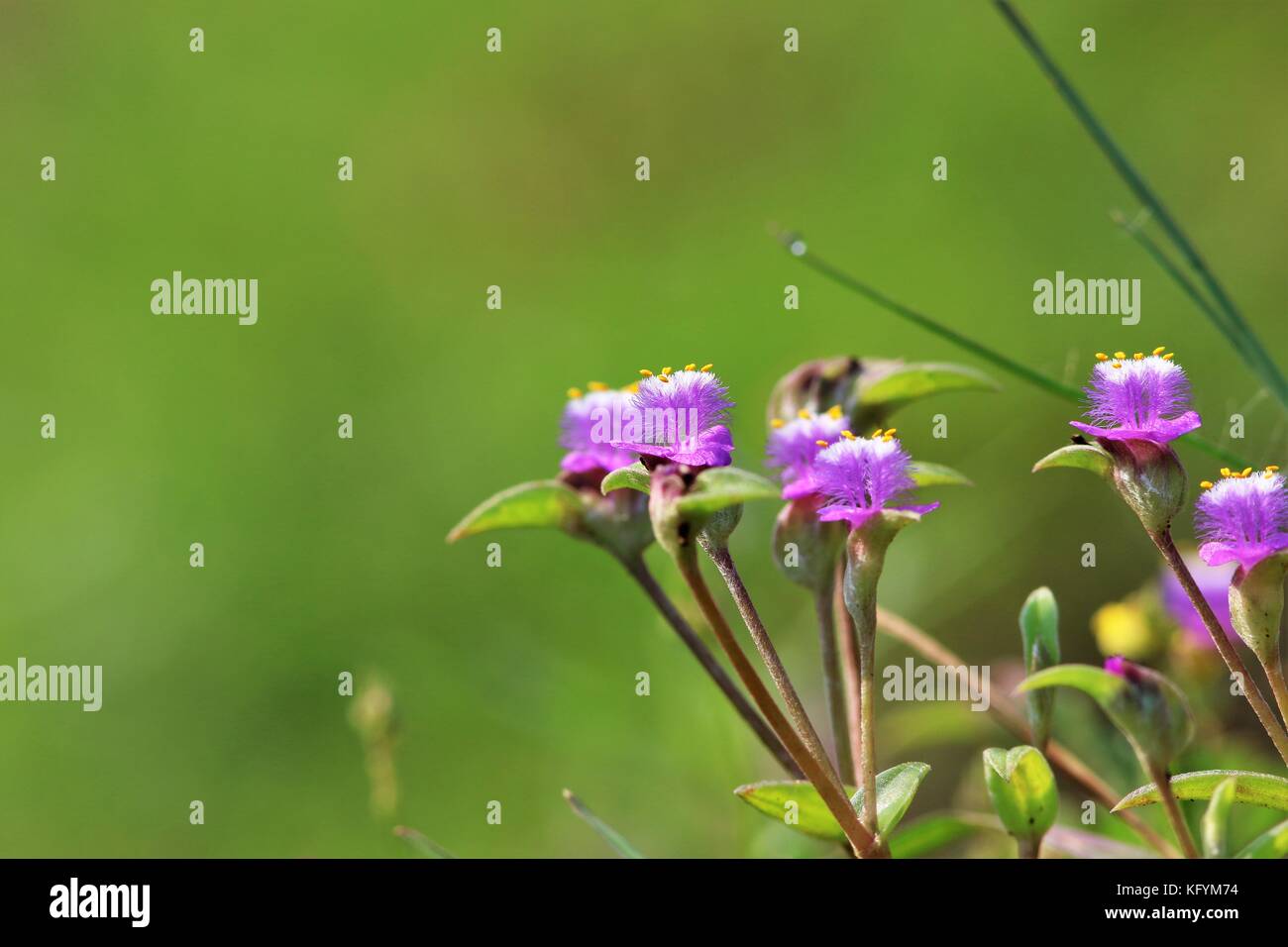 "tiny forest" hi-res stock photography and images - Alamy
