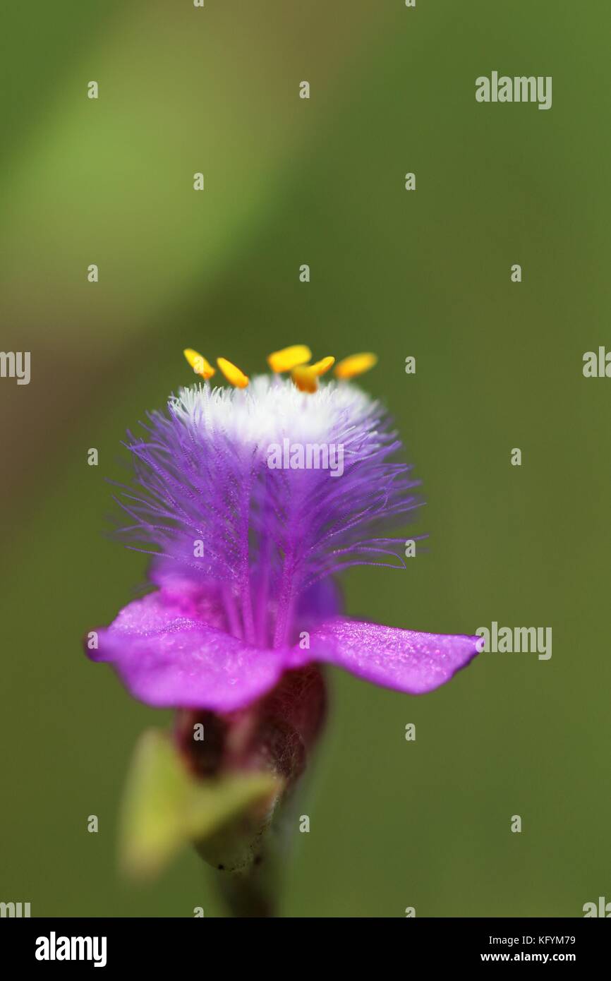"tiny forest" hi-res stock photography and images - Alamy