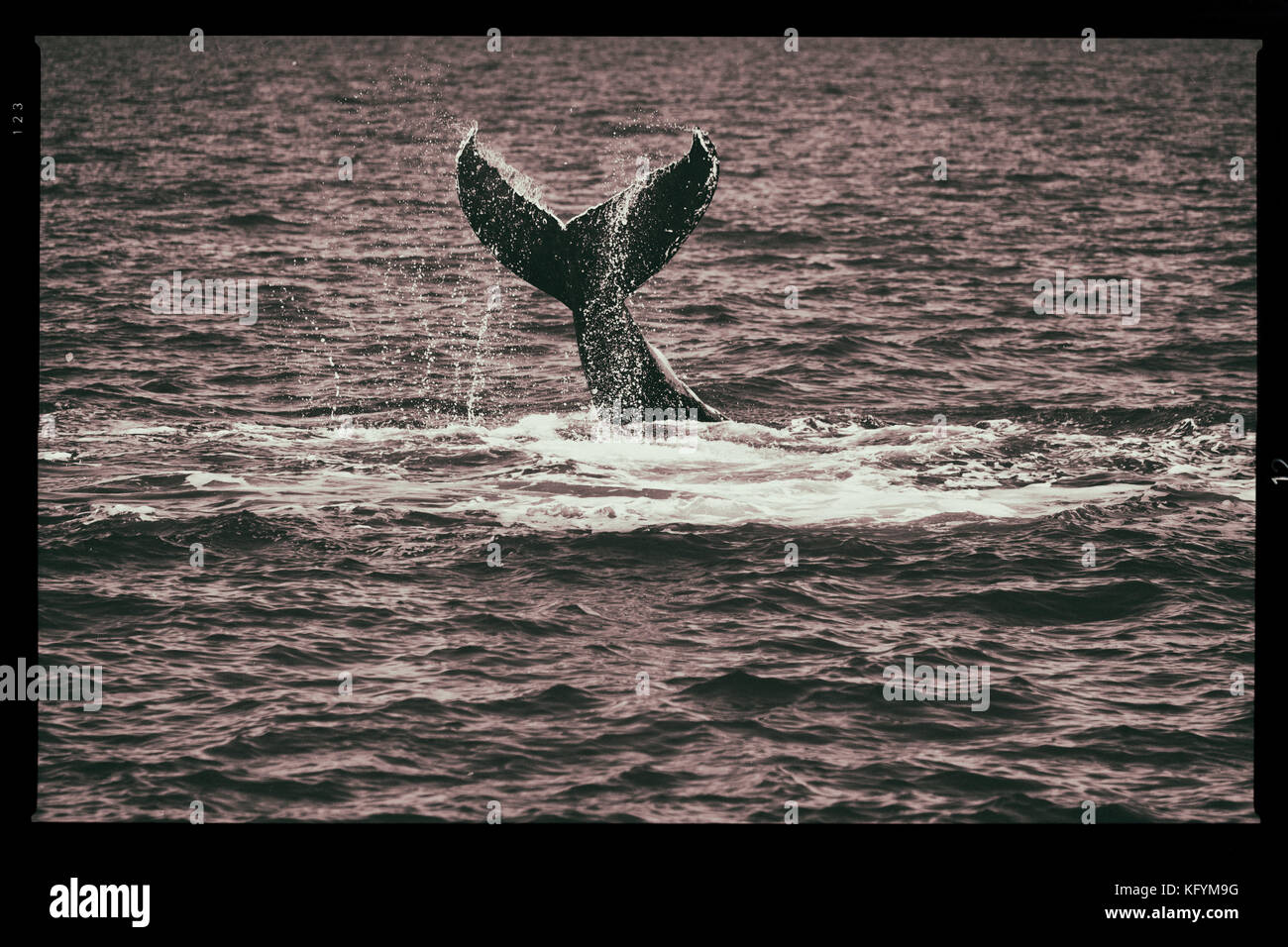 in australia a free whale in the ocean like concept of freedom Stock ...