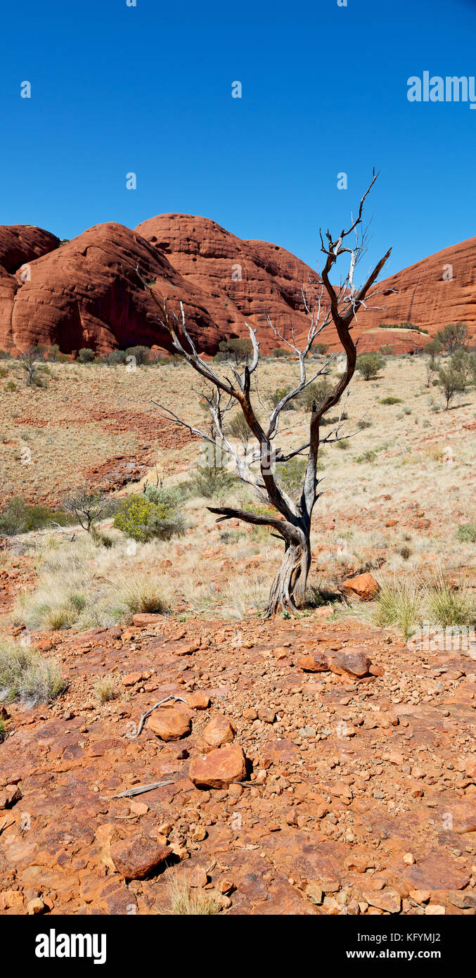 in australia the outback canyon and the tree near mountain in the ...