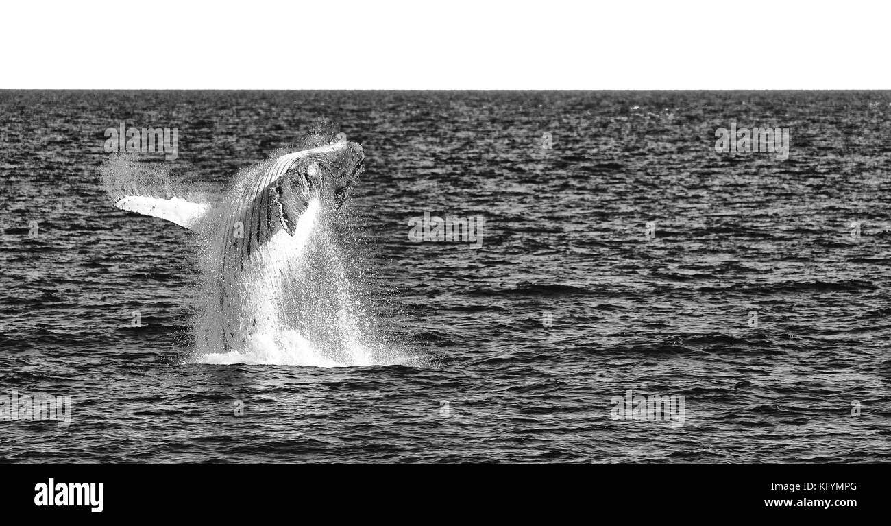 in australia a free whale in the ocean like concept of freedom Stock ...